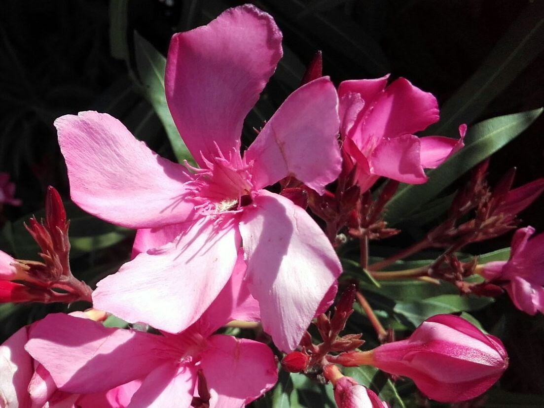 Taxonomía Plantae Magnoliopsida: Phylum Tracheophyta Clase ...