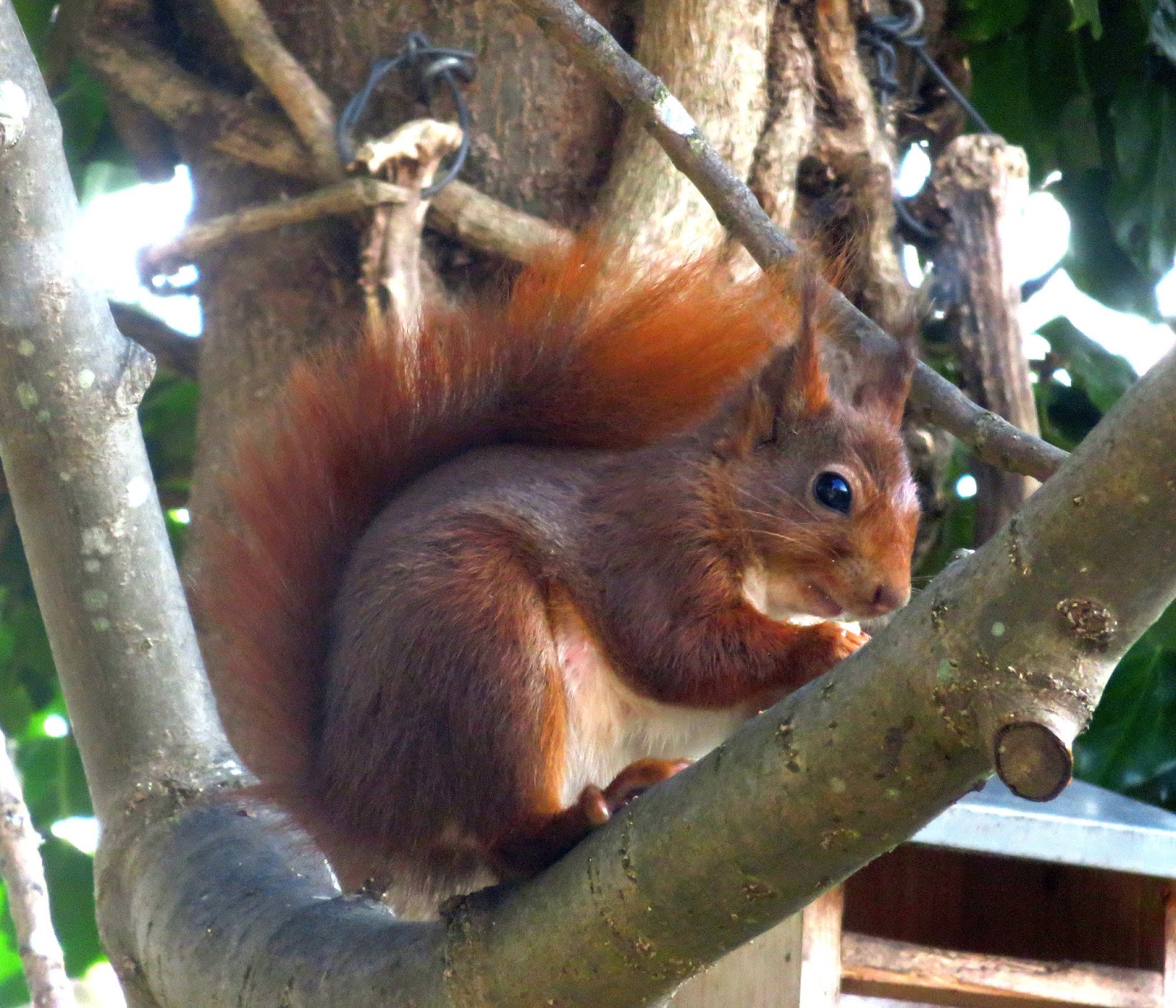 MERSEA WILDLIFE: SQUIRREL KITTENS APPEAR