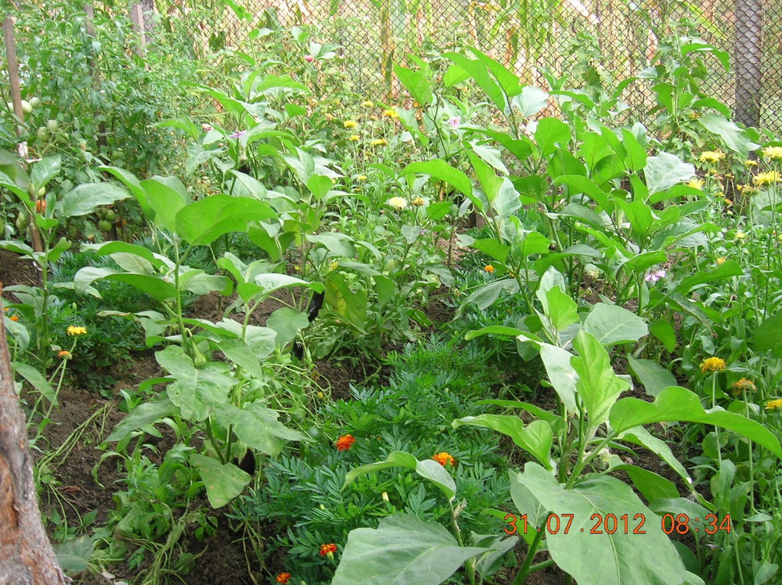 Gradinarit anotimp cu anotimp: Cum mi-am usurat eu munca in gradina