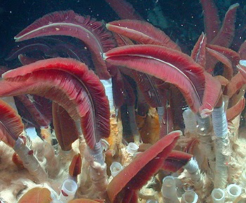 ENV 105: Geology Blog: Hydrothermal Deep Sea Vents