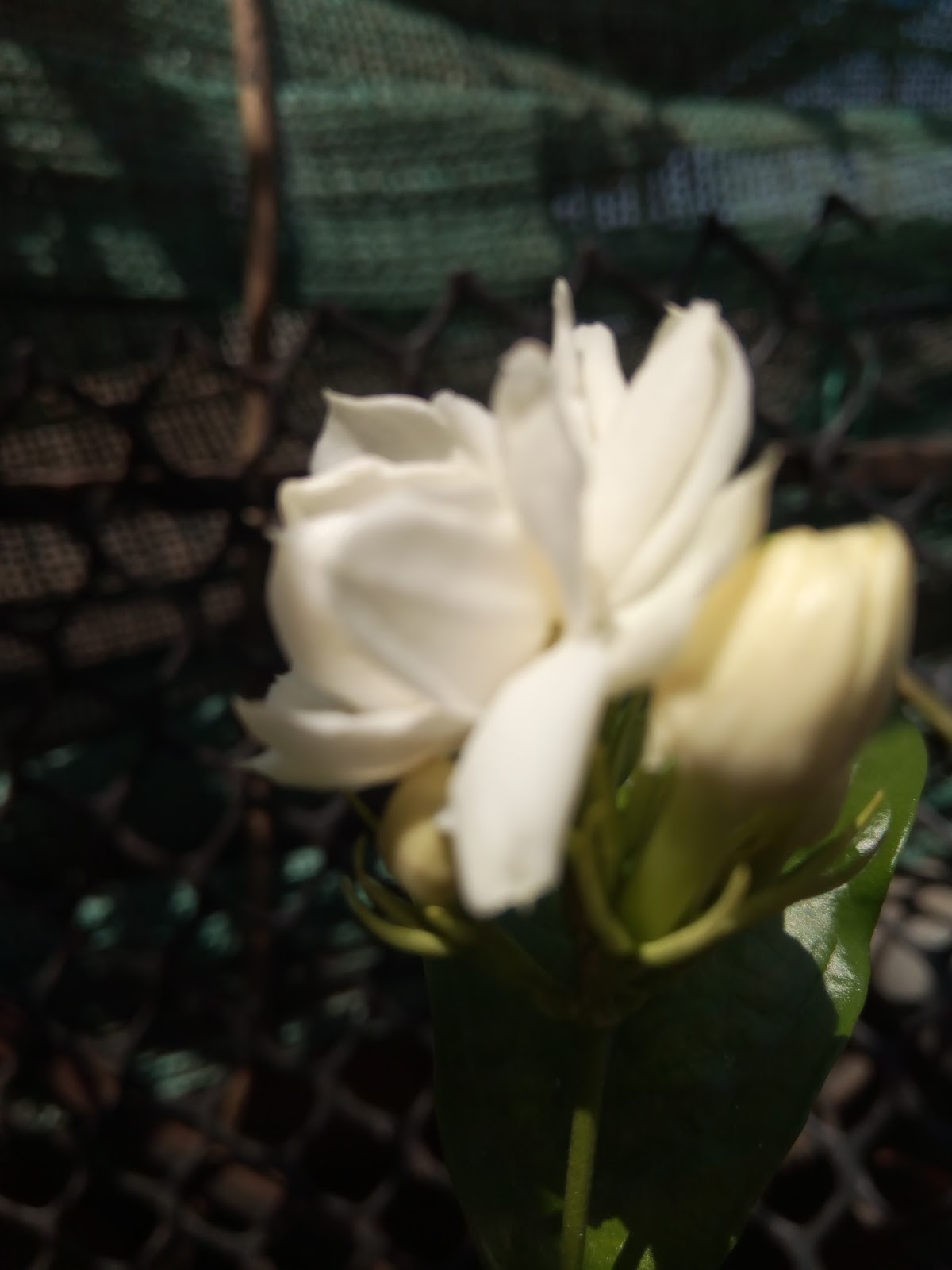 Garden Care Simplified: Mogra Flowering Plants Summer Care for Keeping ...