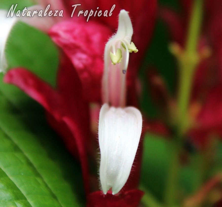 Arbusto manto rojo, Megaskepasma erythrochlamys | Plantas