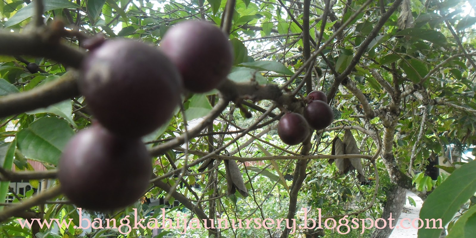 Buah-Buah Eksotis Bangka Yang terlupakan | Bangka Hijau Nursery