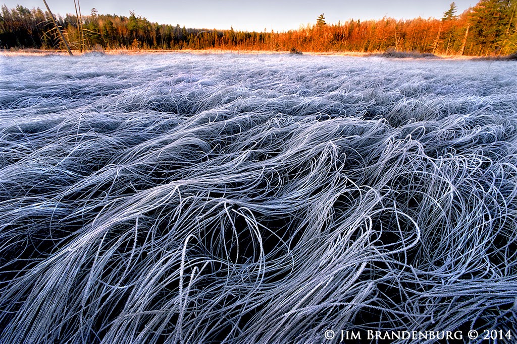 Jim Brandenburg: Pic of the Week (October 24, 2014): Frosty Sedge ...