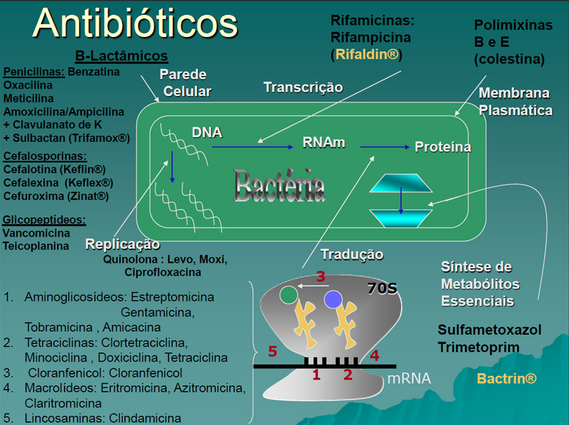 Medicina Atualizada: Locais de ação dos antimicrobianos