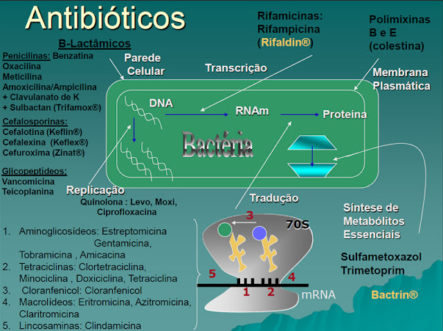 Medicina Atualizada: Locais de ação dos antimicrobianos