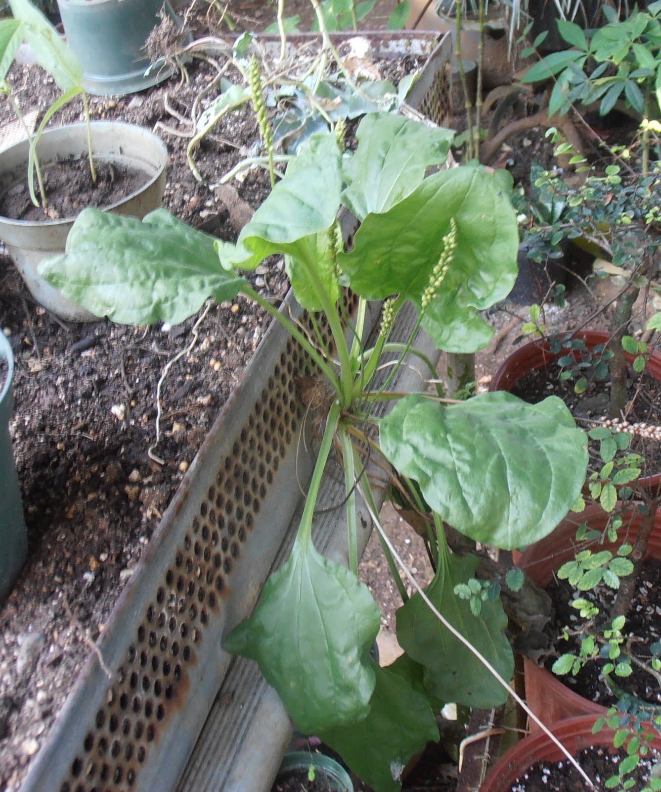 Flora de Puerto Rico Ilustrada Papo Vives: PLANTAGINACEAE -Plantago ...