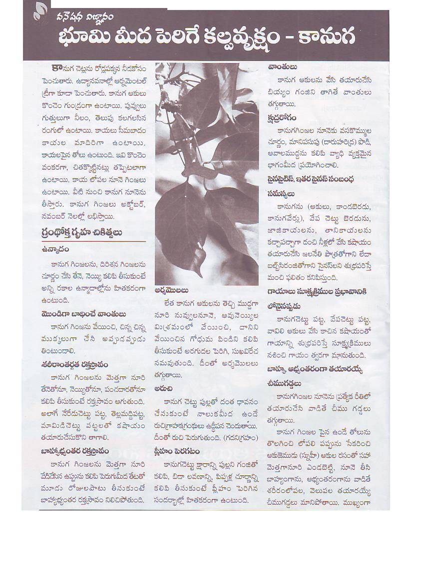 KANUGA ( INDIAN BEECH ) - AYURVEDAM ~ symptoms cancer of the throat ...