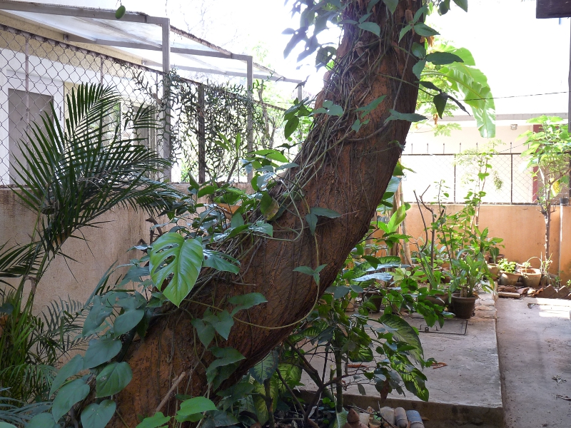 Assassins in the Garden - Death of a Mango Tree [The Green Ogre]