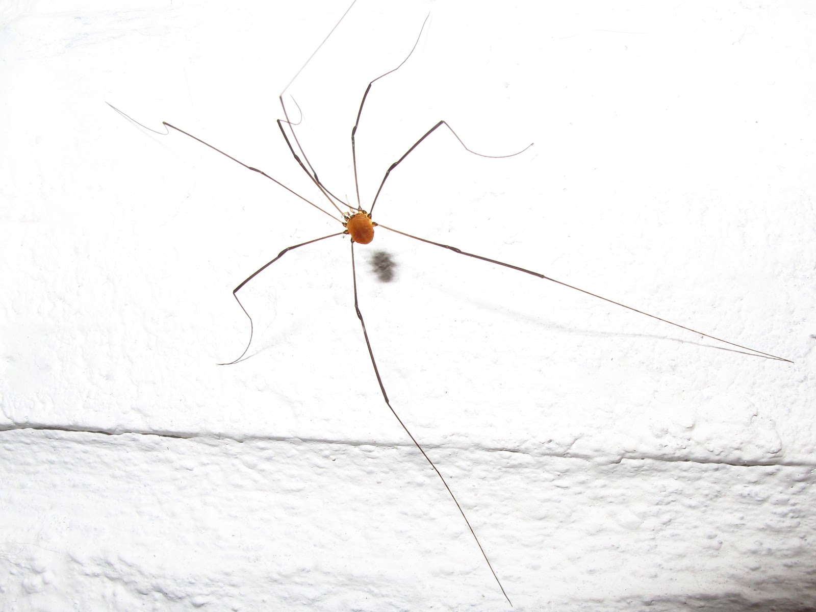 BugBlog: Daddy superlong legs