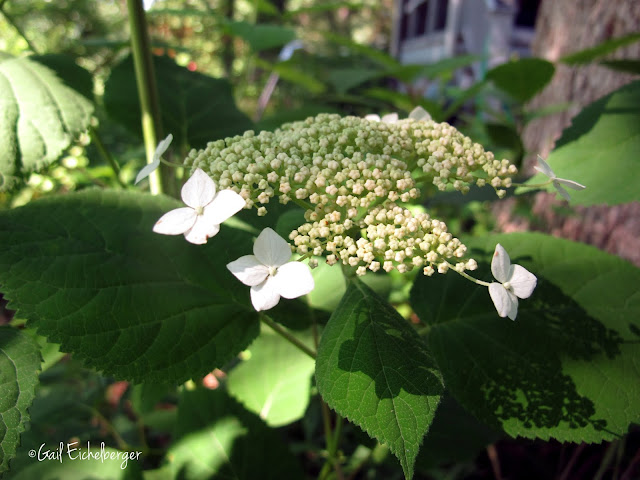 clay and limestone: Wildflower Wednesday: A Fine Native Hydrangea