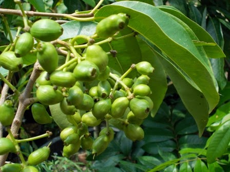 Bibit Juwet / Jamblang Putih - bibitunggulpilihan