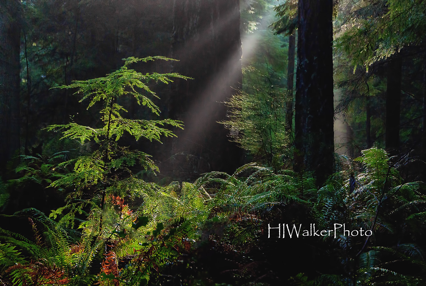 The HIWalkerPhoto Blog: 10 Tips for Forest Photography