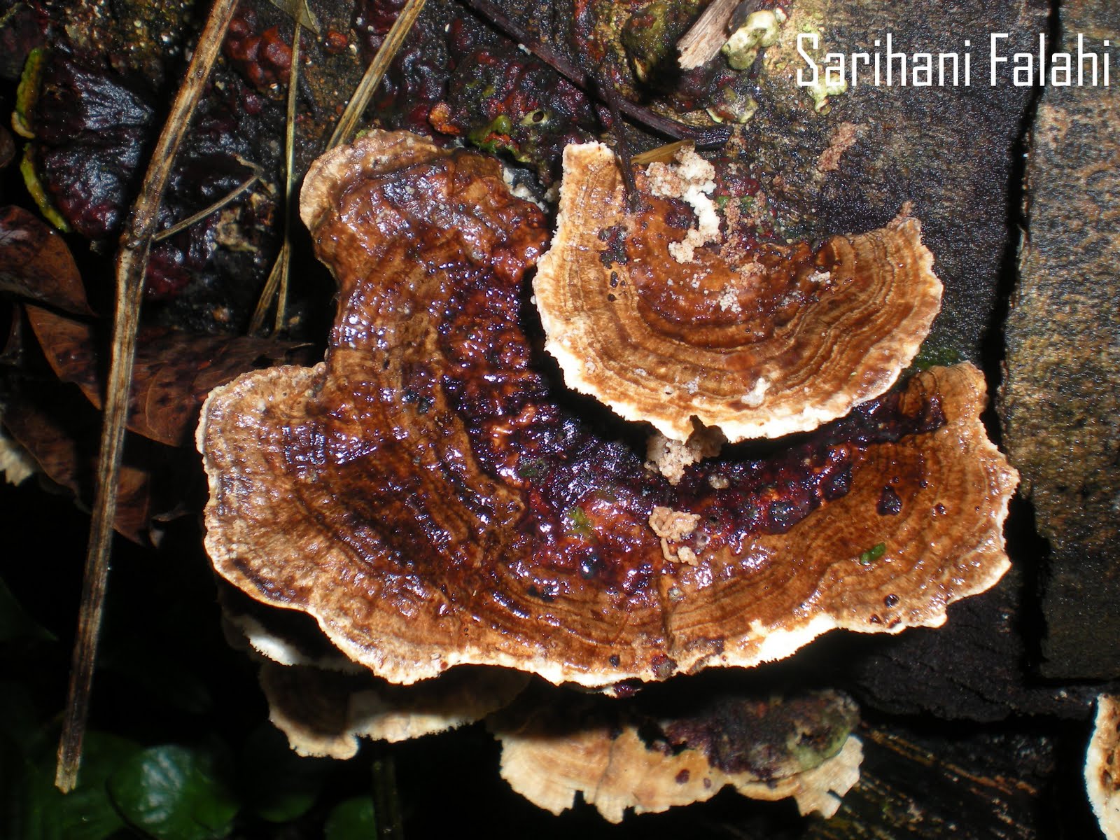 Agriculture United: JENIS-JENIS PENYAKIT TANAMAN GETAH