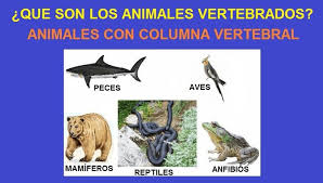 Segundo Primaria: ANIMALES VERTEBRADOS