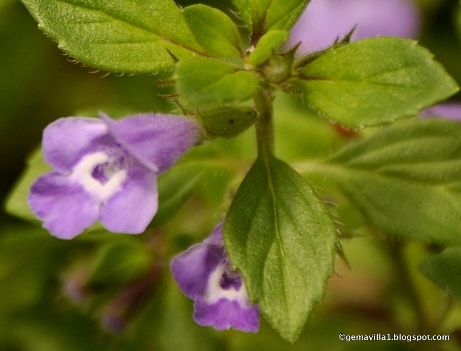 TÉ DE MONTE - Acinos alpinus