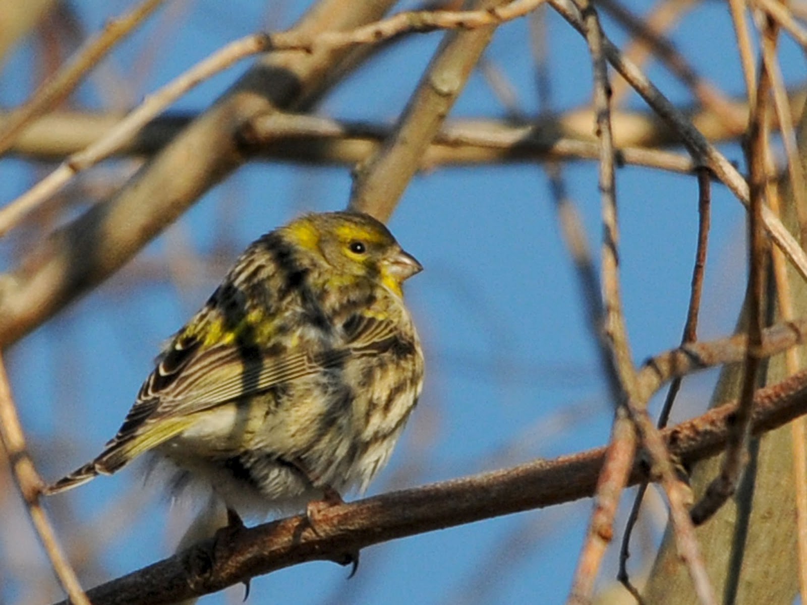 Les oiseaux du 27: Serin Cini, Serinus serinus