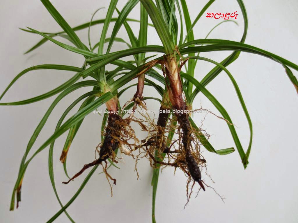 කලාඳුරු [Kladuru] (Cyperus rotundus) ~ අපේ ඔසුපැළ Medicinal Plants of ...