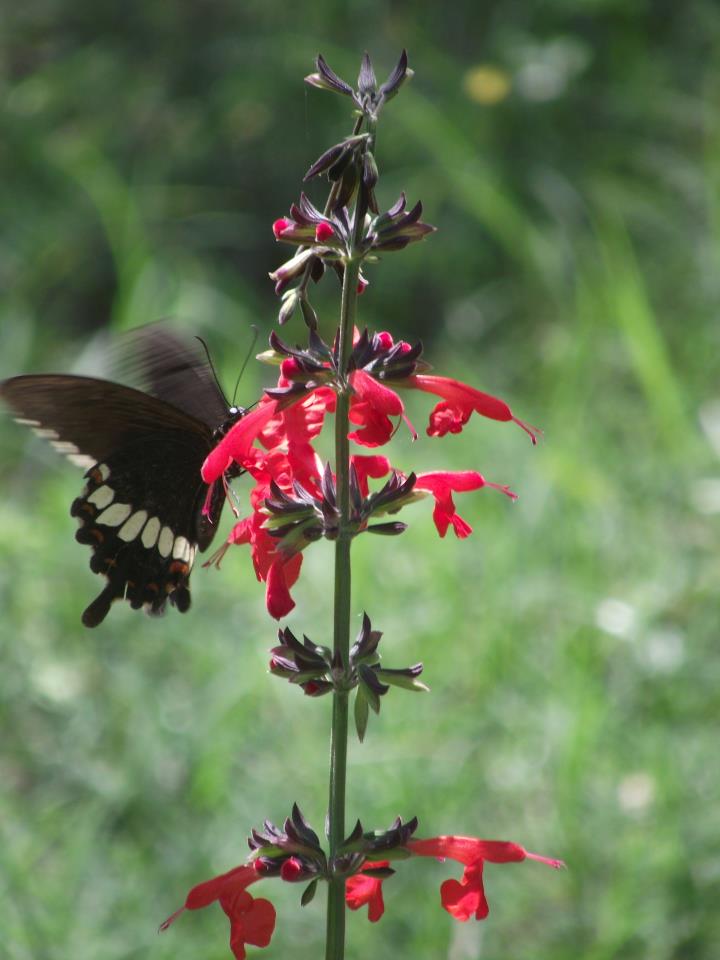 Garden Therapy: Beautiful Butterflies
