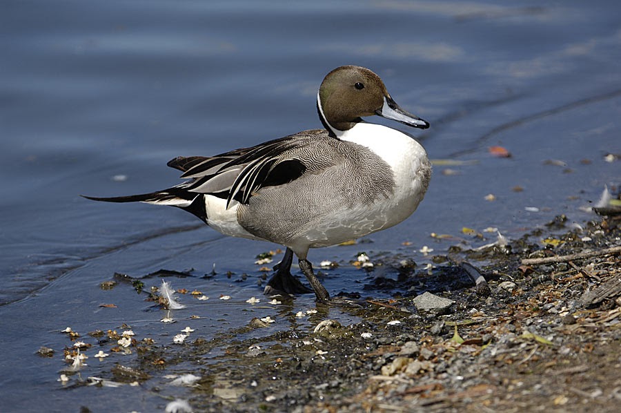 Variety of Life: Anas