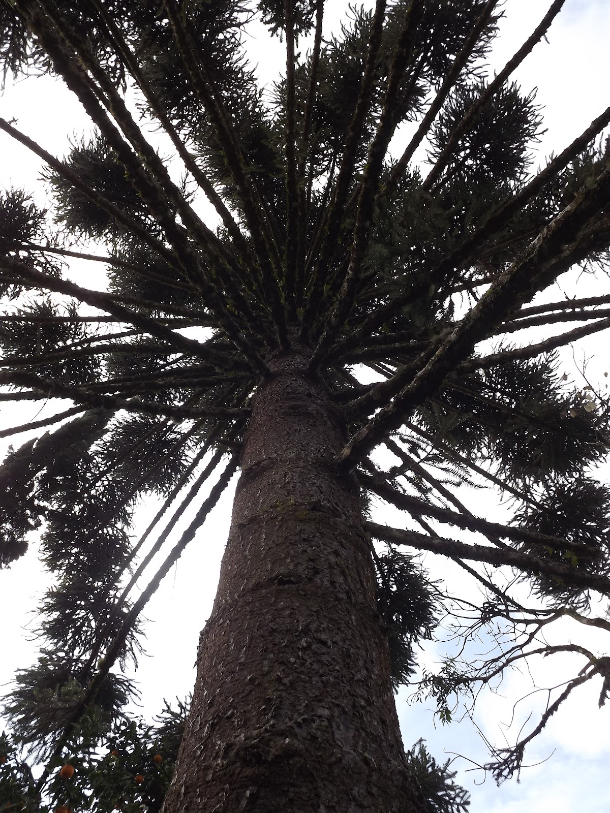 Distrito de Marcílio Dias: A história de um pinheiro