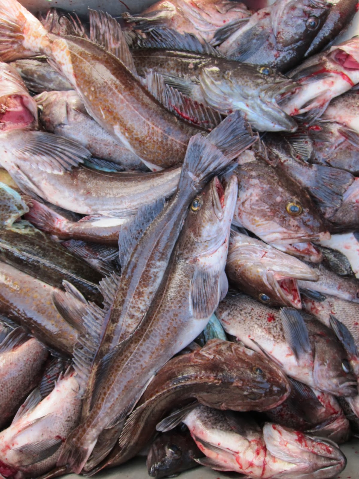 Todds Extreme Fishing: Neah bay salmon, lingcod , Cabazon, and rockfish!