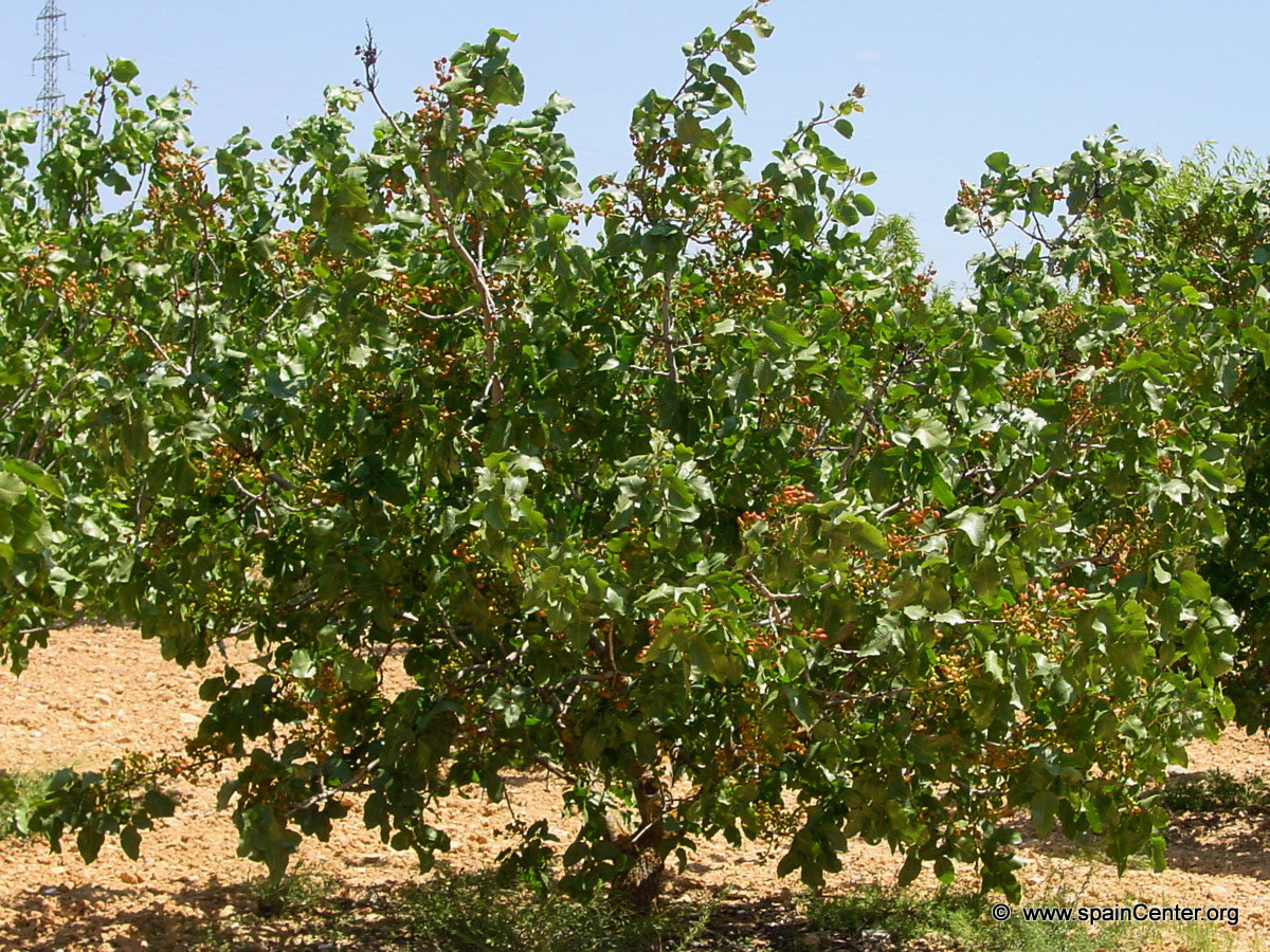 Cocina con Jess&Mon's: Pistacho