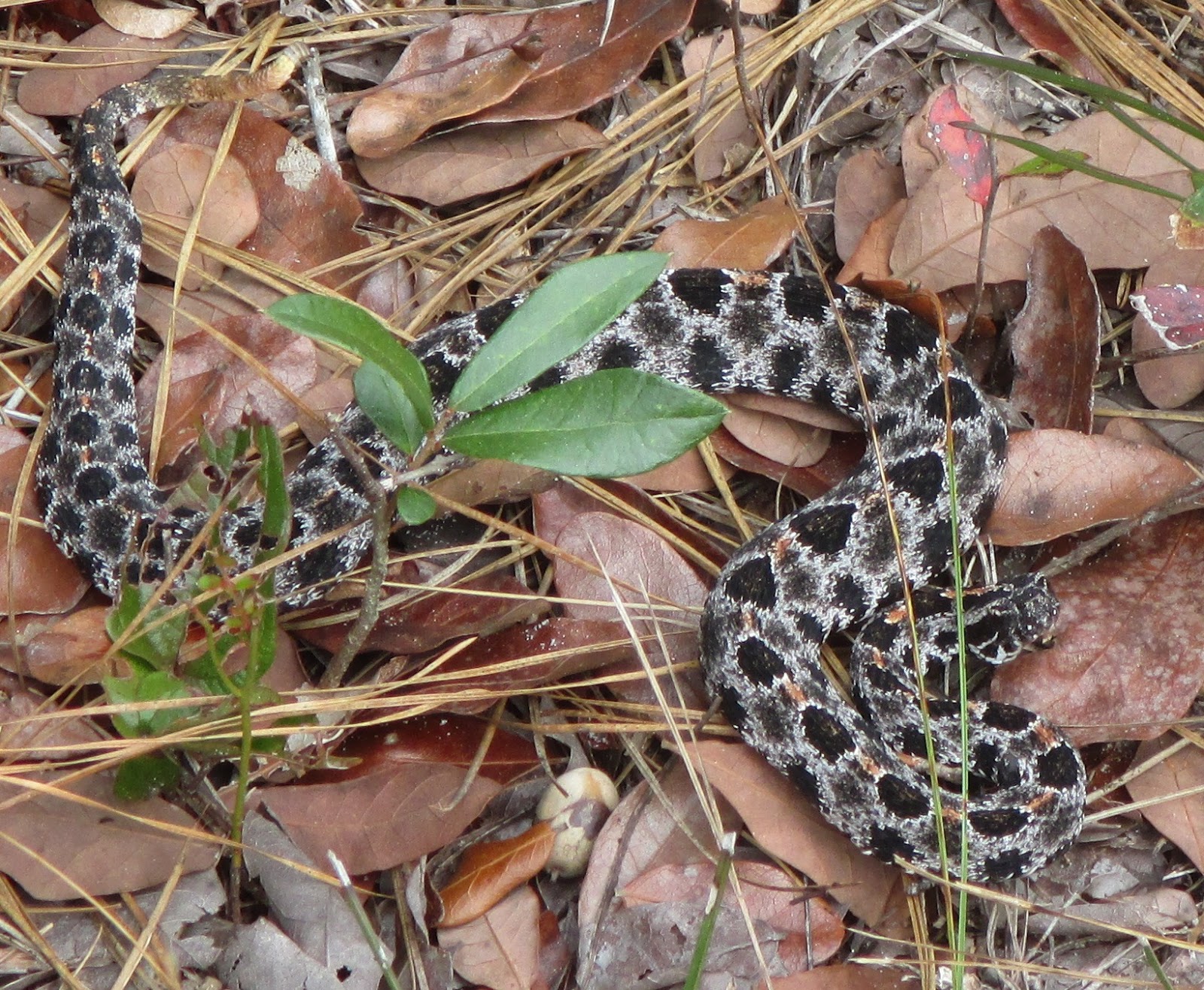 Heart and Sole: The Dusky Pygmy Rattler and other sightings around ...