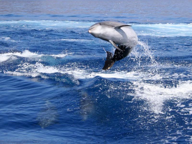 Delfines: DELPHINIDAE