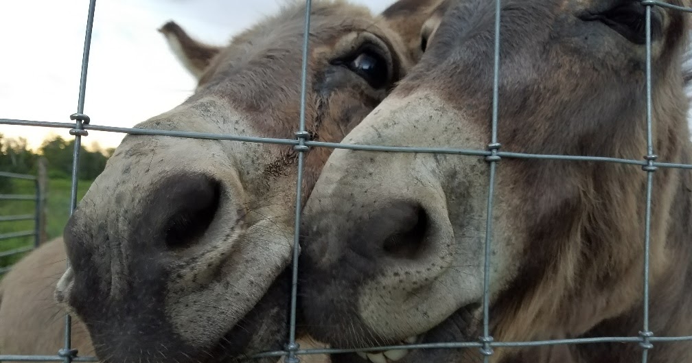 International Blue: Siblings in Halters and Goat Intimidation