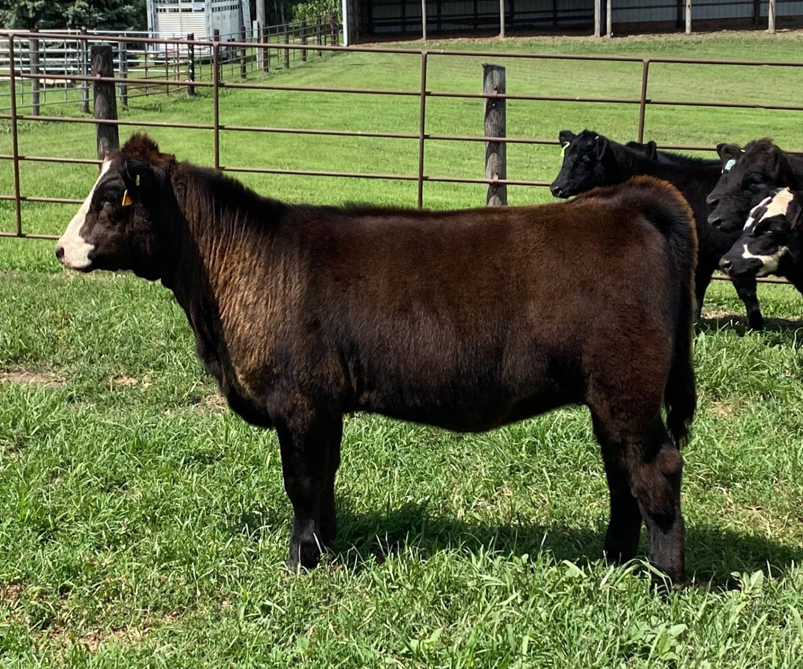 MITTAG Blog: Purebred Simmental
