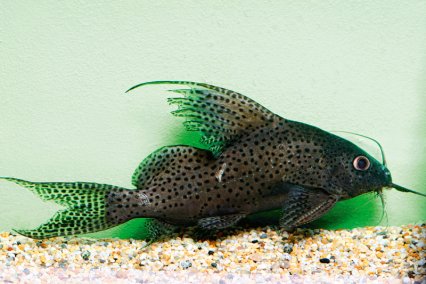 Featherfin Knifefish - Fishes