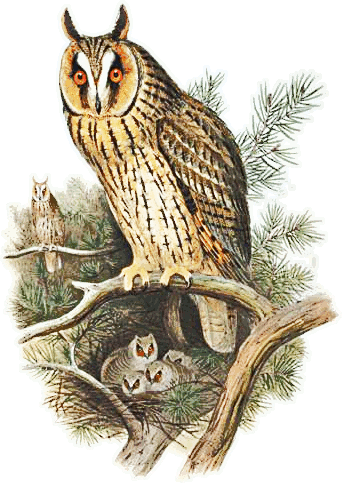 "The Owl" by Edward Thomas and etc.: Has the Owl Performed Consistent ...