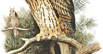 "The Owl" by Edward Thomas and etc.: Has the Owl Performed Consistent ...