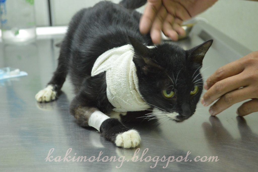 Susulan Berita Terkini Si Tompok, Kucing Yang Cedera Parah Di Leher ...