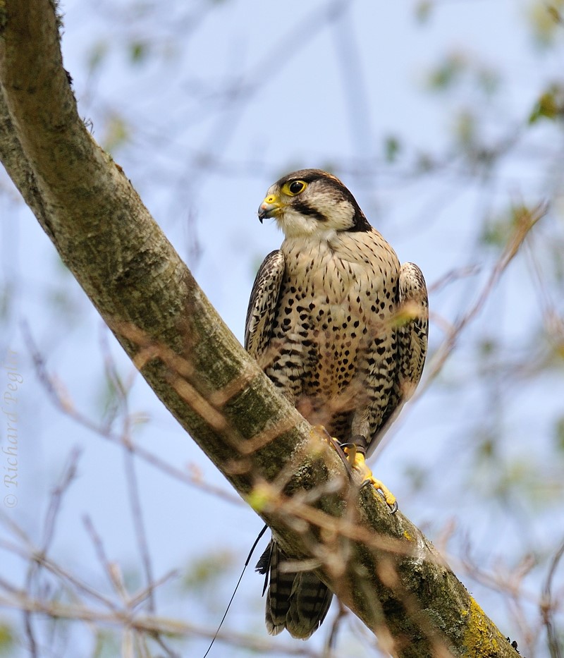 Pegler Birding: The Scottish Highlands - Pt.2, 28th May, 2013