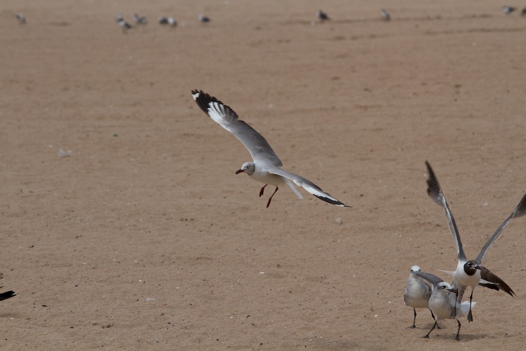drewtube: The Rare Birds of Coney Island