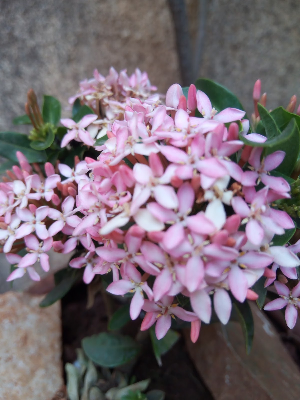 Garden Care Simplified: Ixora Flowers in beautiful Colours Tips for ...