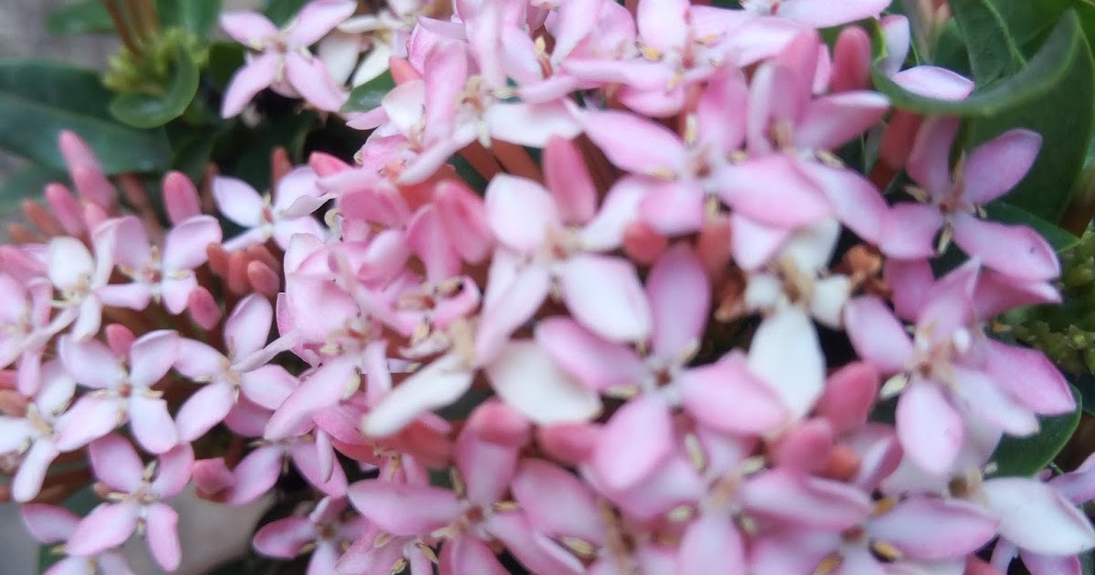 Garden Care Simplified: Ixora Flowers in beautiful Colours Tips for ...