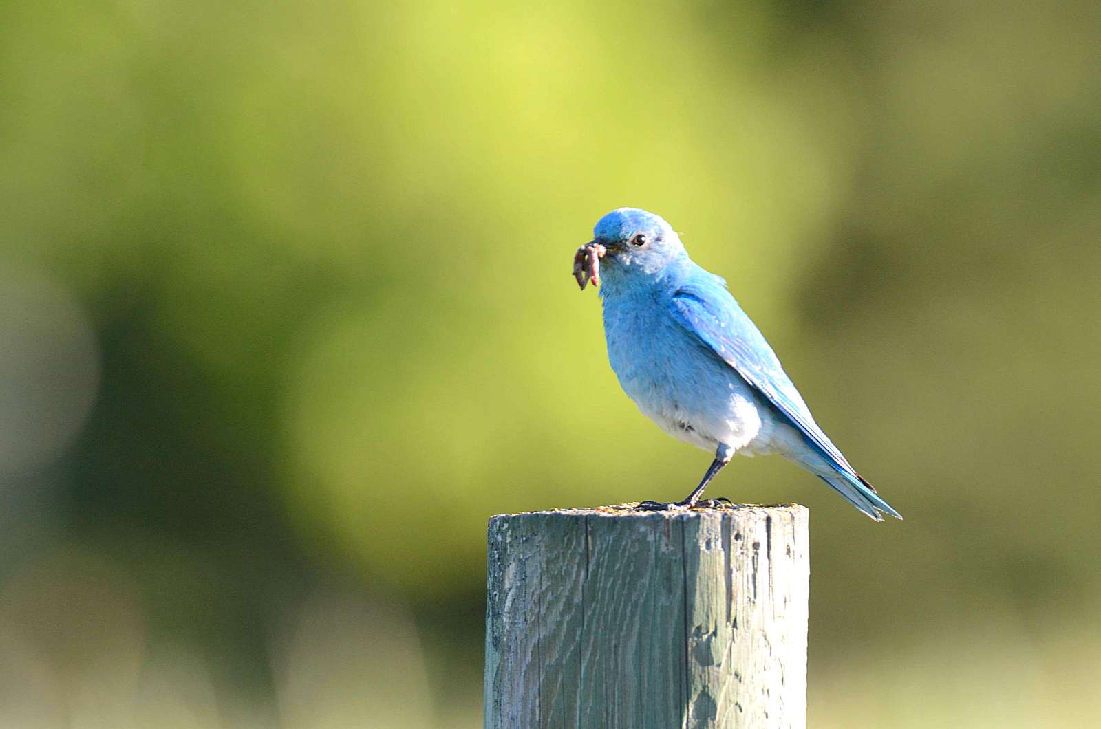 Turbo's Track and Photo Tour: Bluebirds, Grizz, Moose, Old Grey South ...