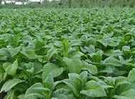 Anim Agro Technology: TEMBAKAU