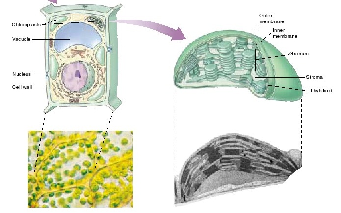 BIOLOGI SMA: Fotosintesis, Khloroplas dan khlorofil