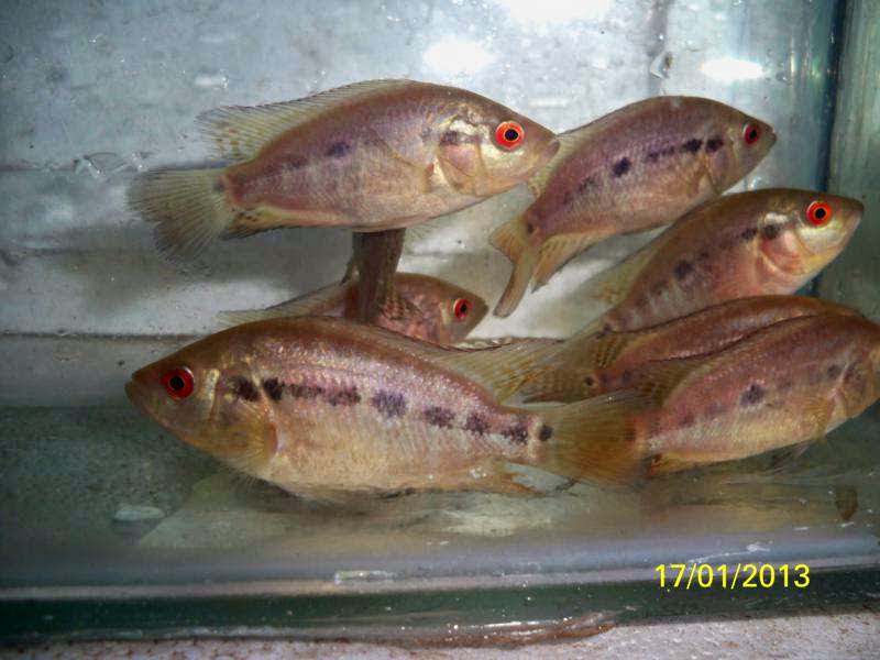 Palugada: Cara Memelihara Dan Ternak Ikan Louhan