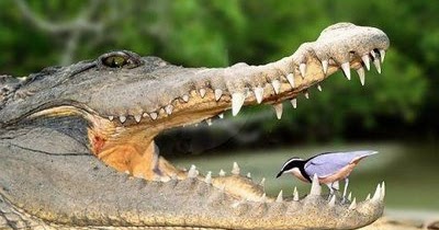 Cusevi y Pemaco: Relaciones Interespecíficas. La protocooperación.