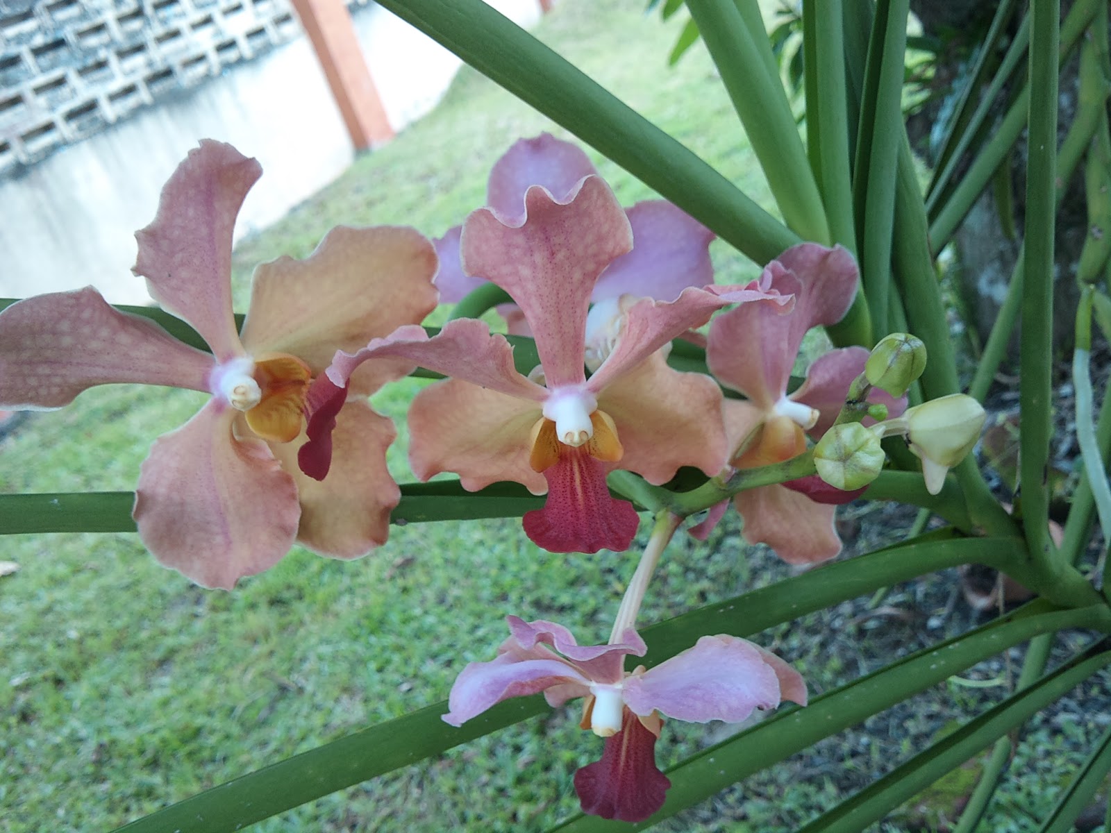 I Live In KK: Orchid Growing On Mango Tree