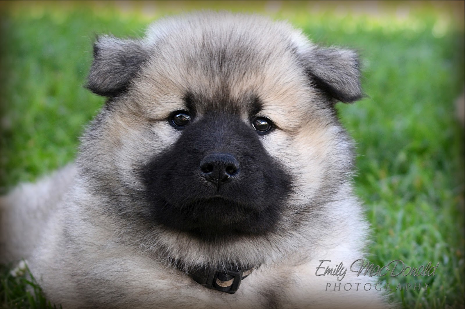 Emily's Photo Blog: Eurasier Puppies!!