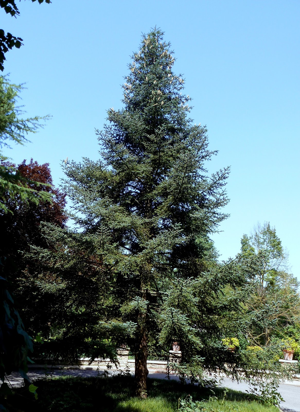 Árboles con alma: Pinsapo. Pinsap. (Abies pinsapo)