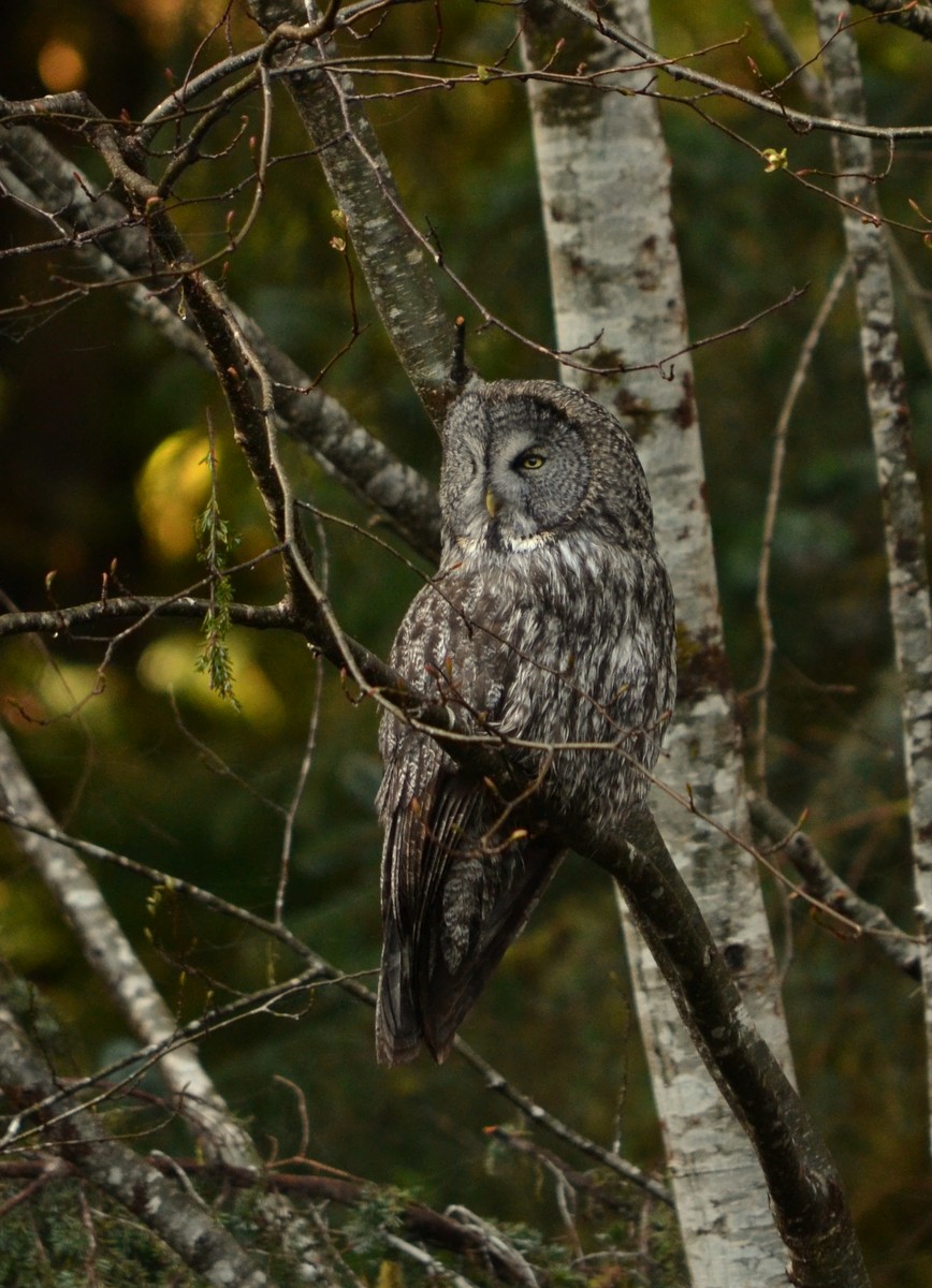 Woods Walks and Wildlife: Another Owl?! Great Gray in Prairie Creek