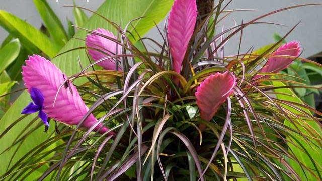 Plants in danger: Ten the most unusual houseplants