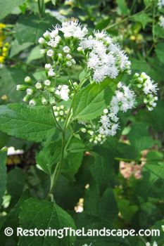 Restoring The Landscape With Native Plants: Native Plant of the Week ...